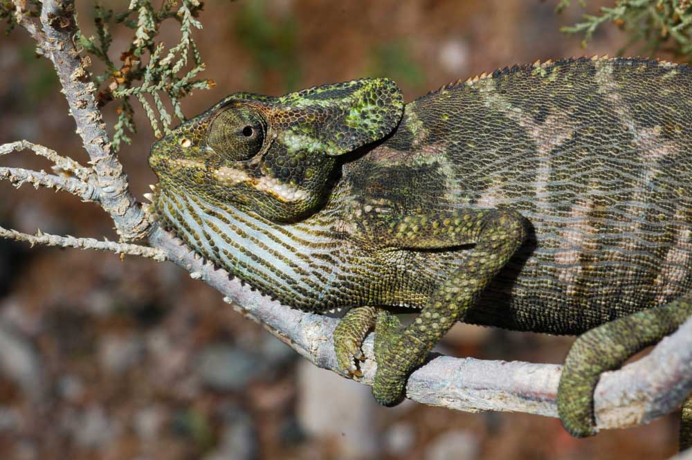 Chamaeleo monachus - Socotran Chameleon