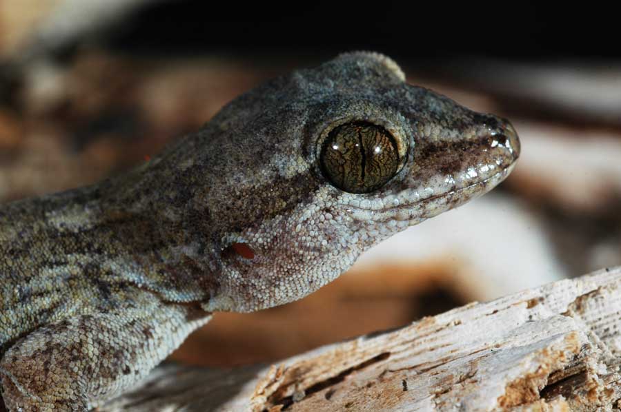 Hemidactylus dracaenacolus - Dragon Blood Tree’s Gecko