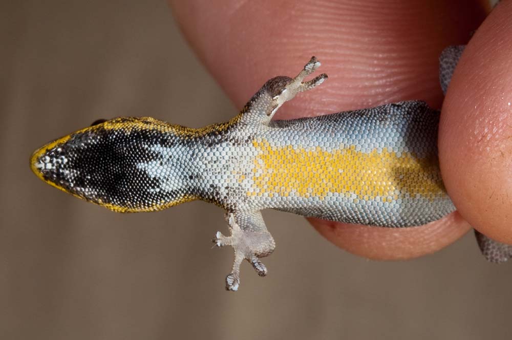 Lygodactylus luteopicturatus - Yellow-headed Dwarf Gecko