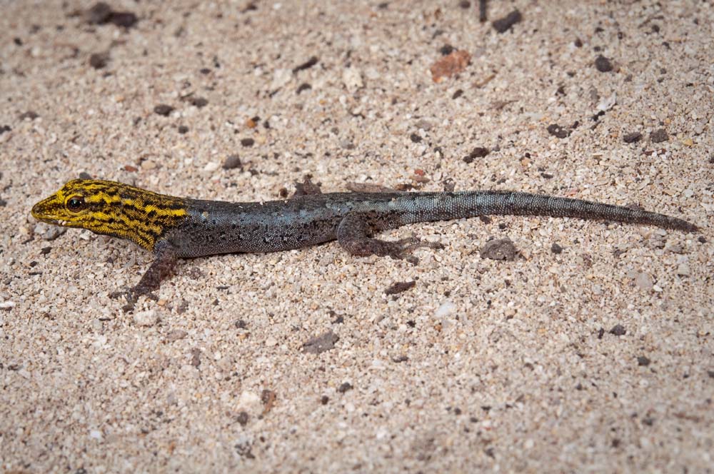 Lygodactylus luteopicturatus - Yellow-headed Dwarf Gecko